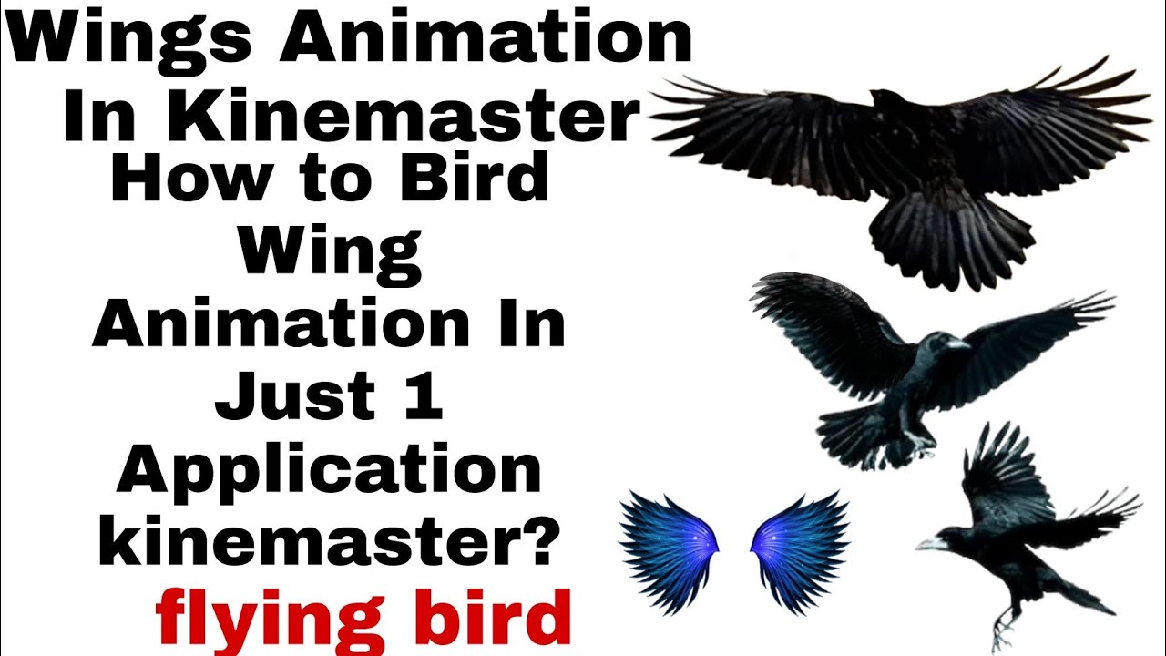 How To Make Bird Wings Animation In Kinemaster? Birds ky wing ko ...