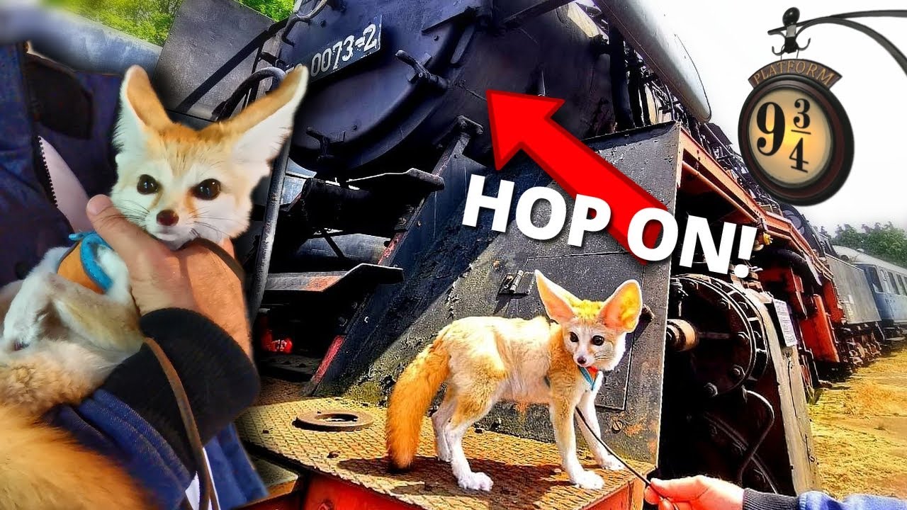 First Time Riding a Train: WITH MY FOX! - YouTube