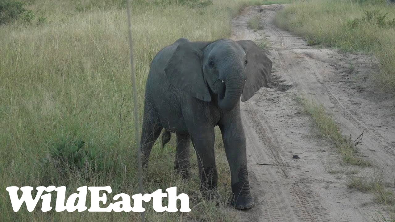 Cheeky elephant paradise! - YouTube