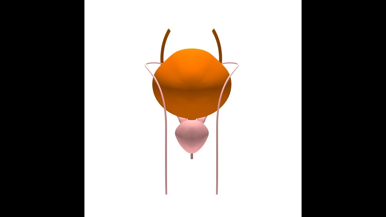 Bladder Basic 3D Model - YouTube