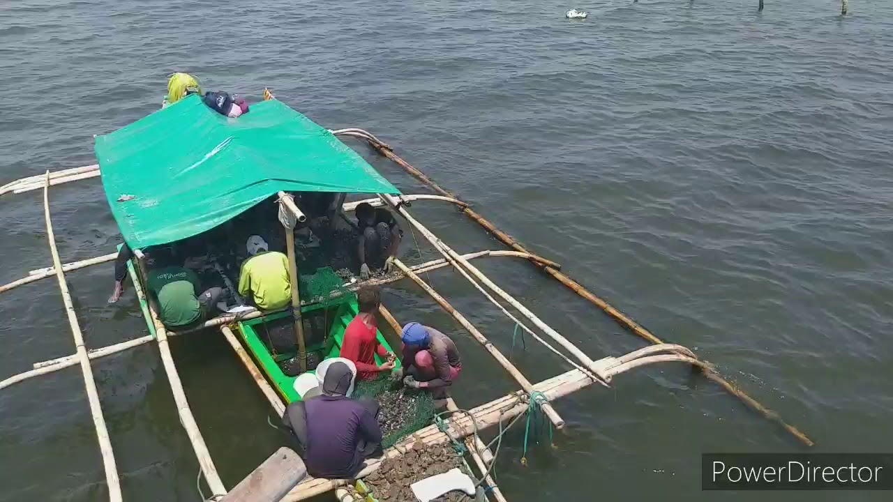Mussels Farm @ Manila Bay "Building Good Mussels" ""MY GREEN MUSSELS ...