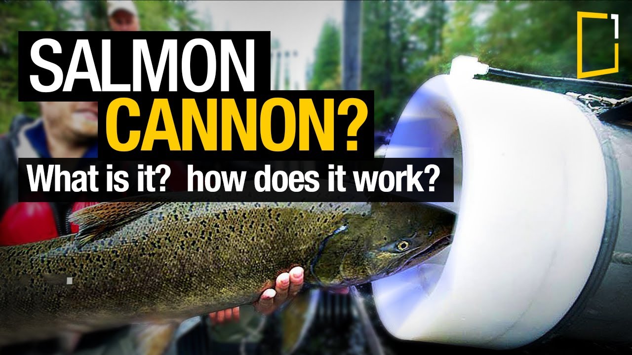The 'salmon cannon' that shoots fish over a dam by Whooshh innovations ...