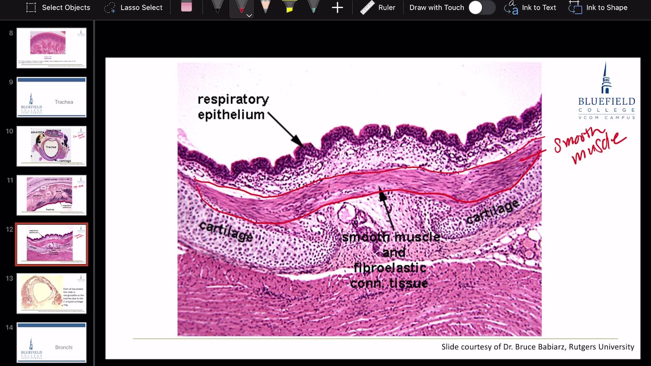 Histology - Lecture 12 Lab - YouTube