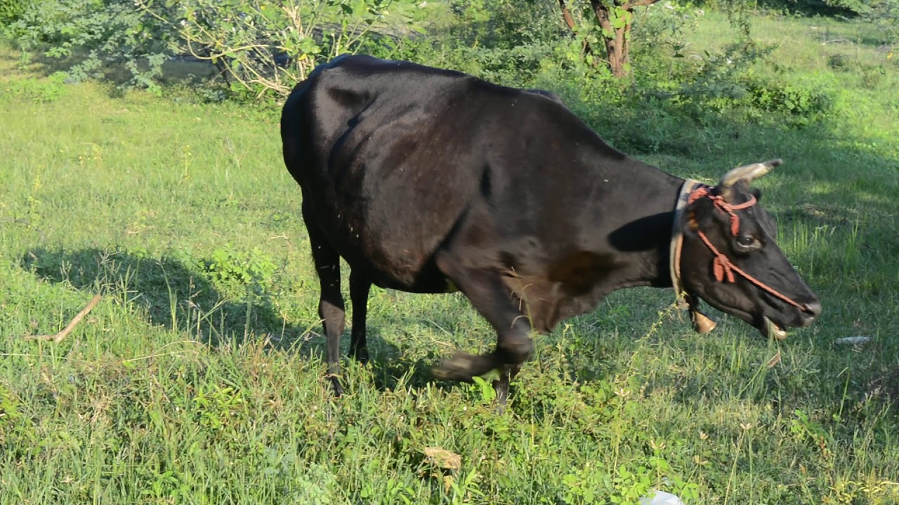 Bos taurus - 黑牛 - गाय - schwarze Kuh - פרה - بقرة - 소 - - YouTube