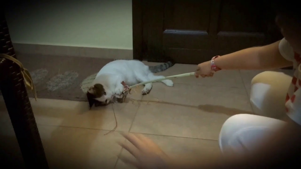World champion cat in a fearless fight. - YouTube