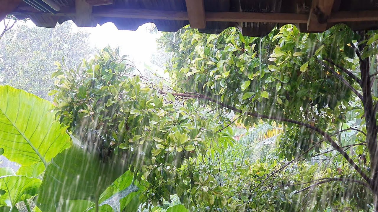 1 Hours Nonstop Heavy Rain on Hut in the Countryside - Rain Sounds to ...