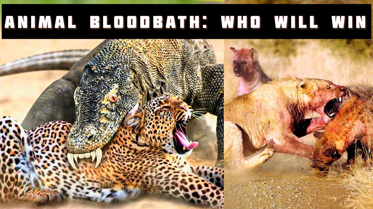 The Most Intense Battles in the Animal Kingdom: 5 of the Deadliest ...