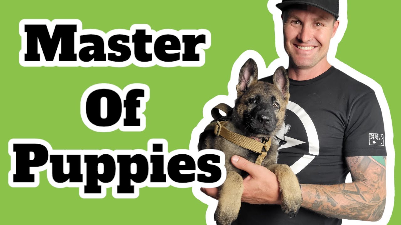 Welcome to Master Of Puppies Youtube 2023! - YouTube