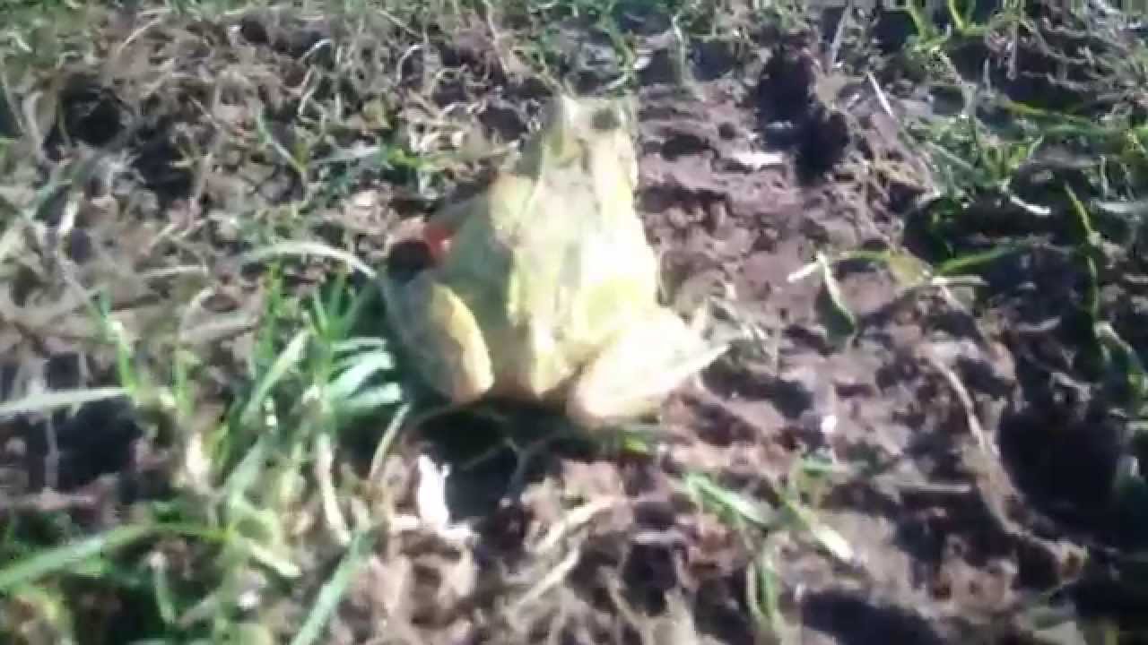 Frog hopping - YouTube