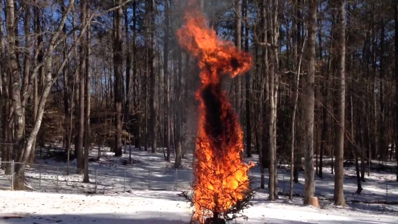Christmas Tree Inferno - The Burning Bush - Fire Dangers of a real tree ...