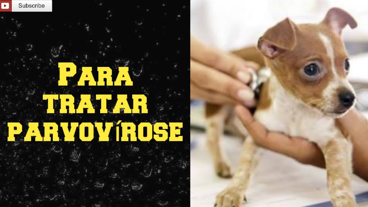 Para tratar parvovirose - YouTube