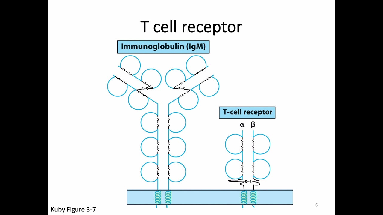 Immunology Fall 2021: Lecture 19 T Cell Receptor - YouTube