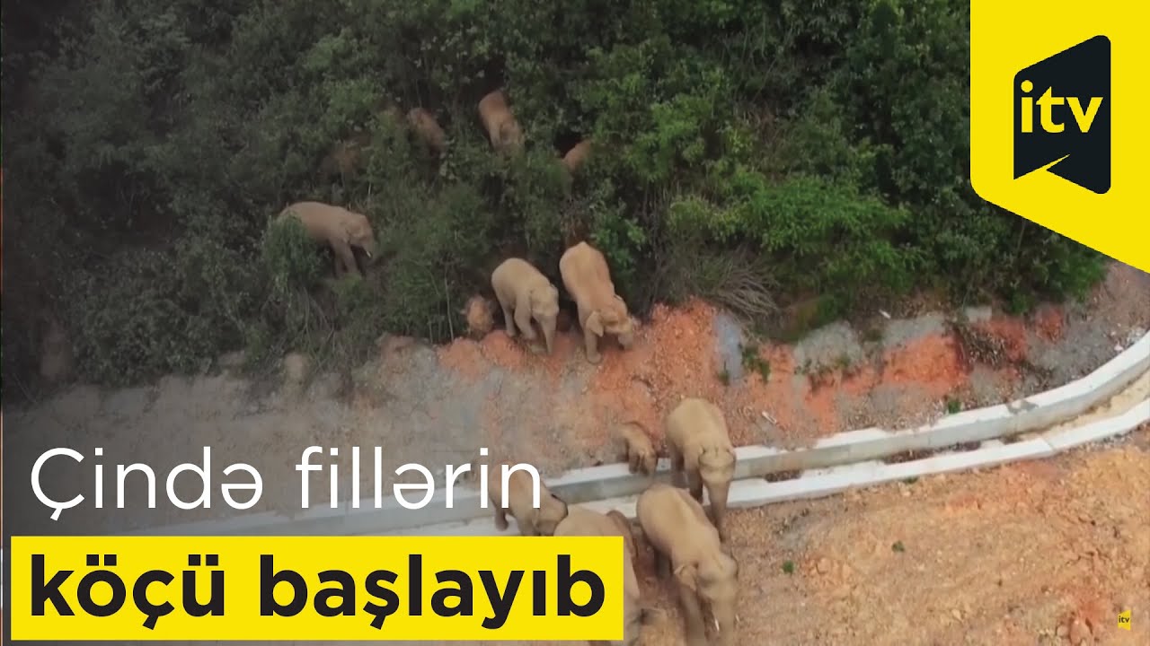 Çində vəhşi fillər sakinlərin təxliyə edilməsinə səbəb olub - YouTube