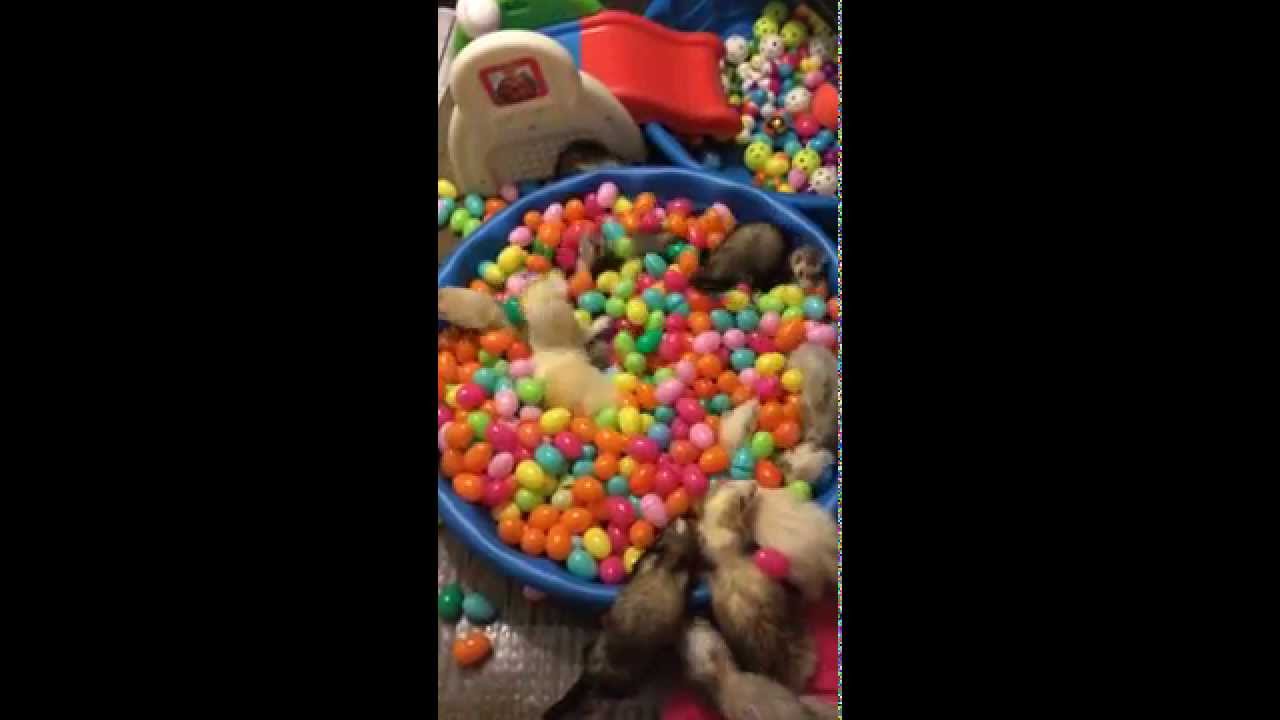 The "Original" ferrets playing and wrestling in a pool of Easter eggs ...
