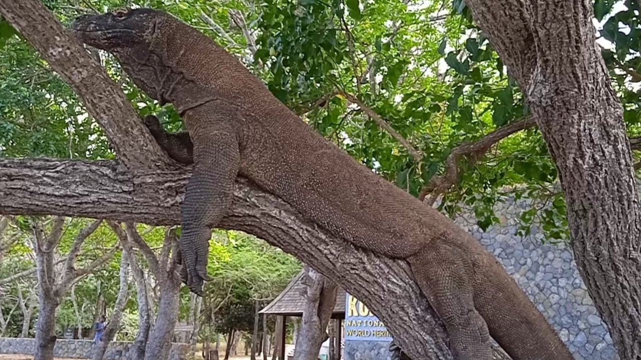 big komodo trying to climb a tree - YouTube