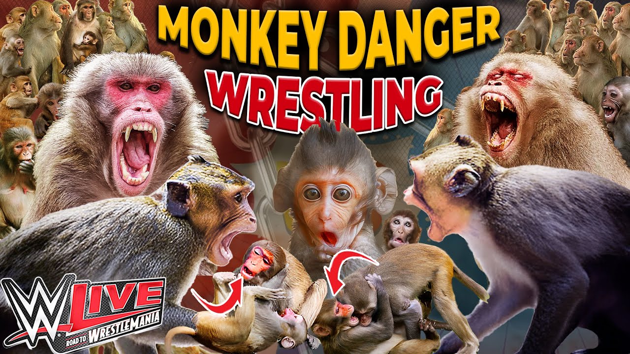 WWE Monkey Wrestling | Baby Monkey | Monkey Kaka | Real Monkey | Kudo ...