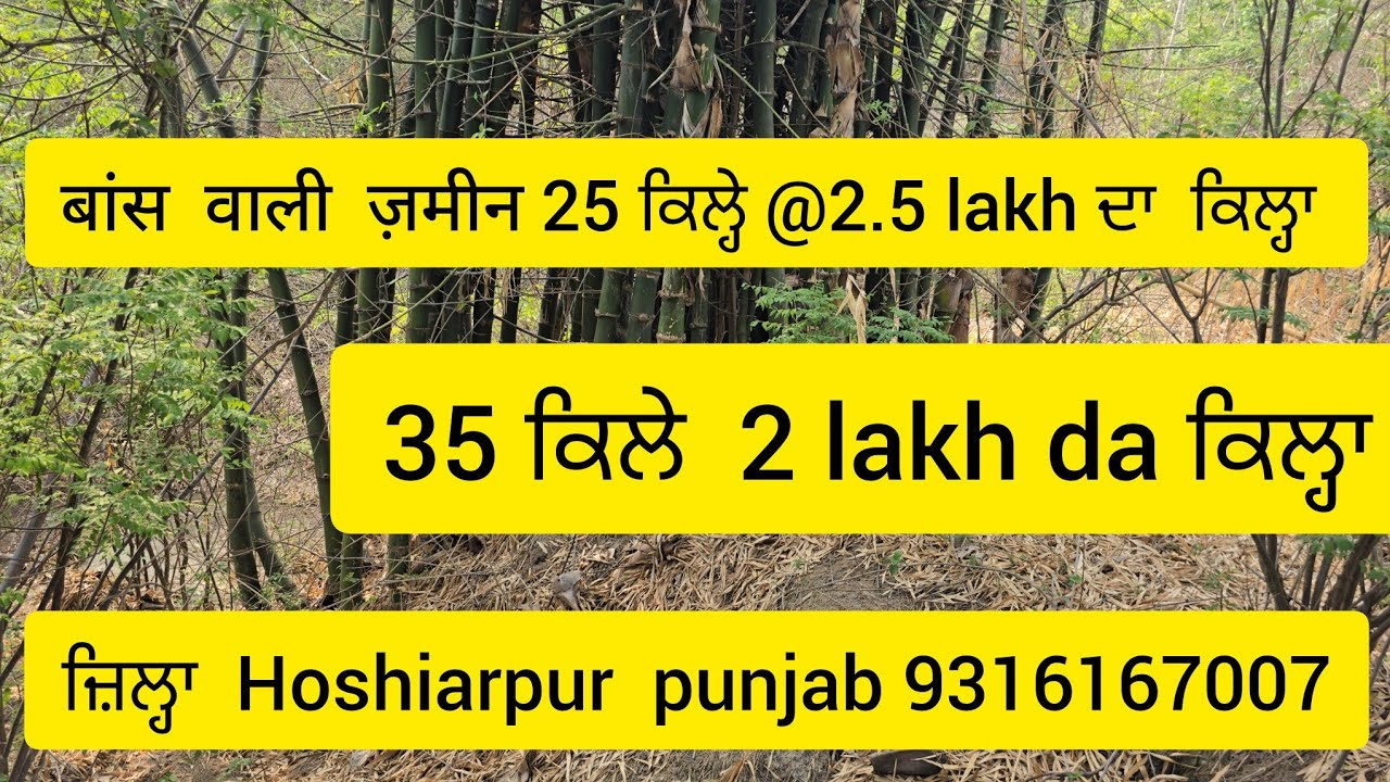 25+35+15+7.5= 82.5 Acre bamboo land for sale in Hoshiarpur punjab hilly village 9316167007 - YouTube