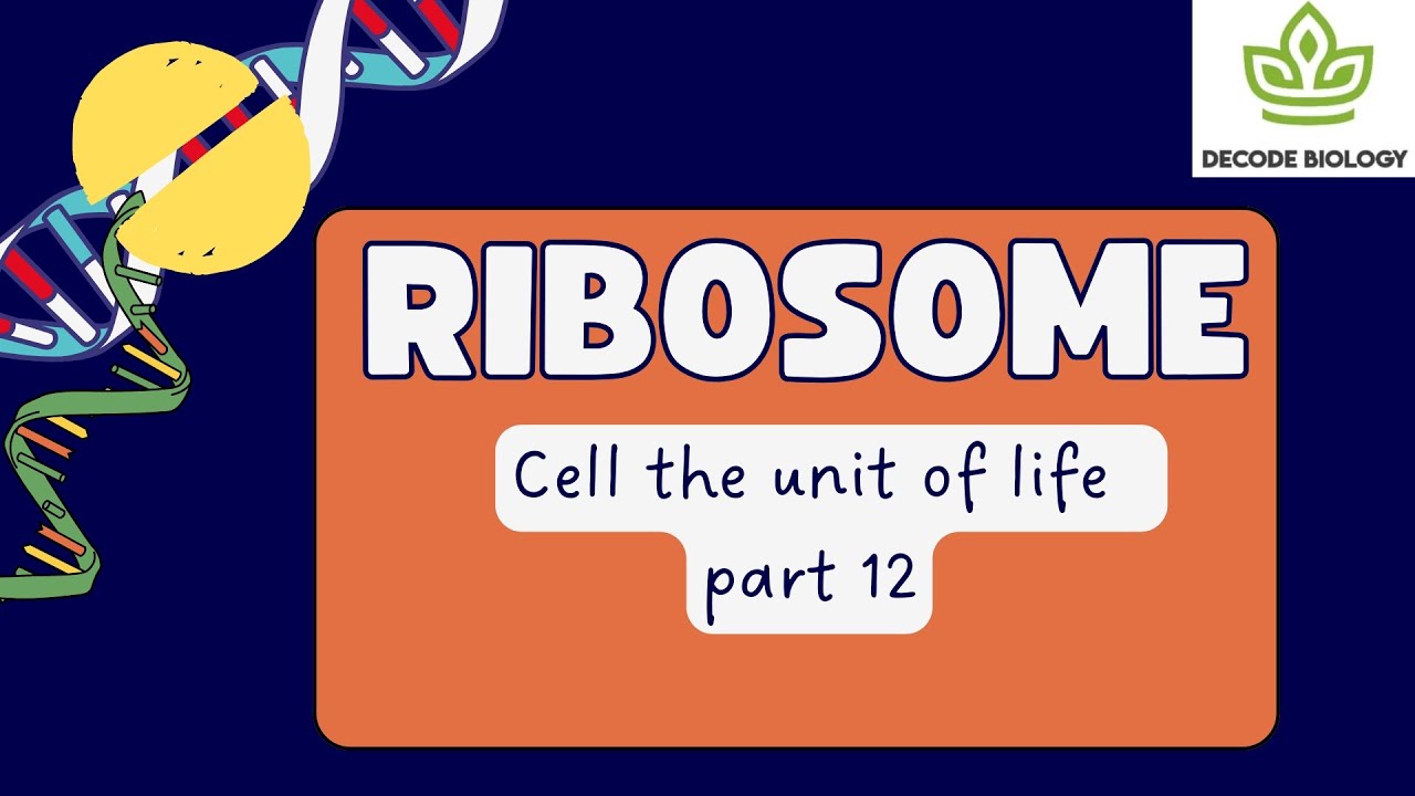 what is Ribosome? |part 12|cell the unit of life|neet|ncert - YouTube