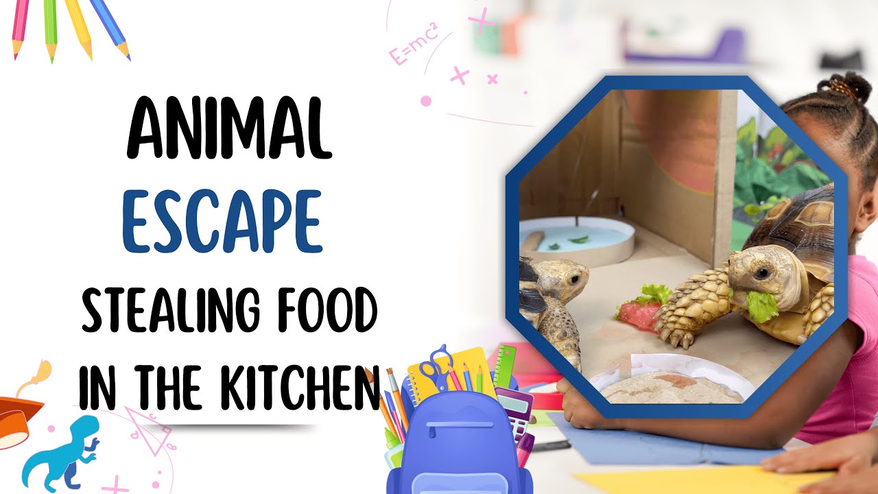 Animal Escape – Tortoise Stealing Food in the Kitchen - YouTube