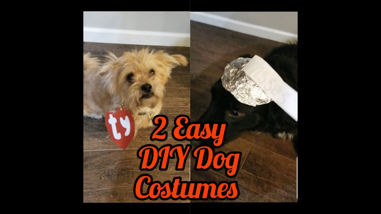 2 Easy DIY Dog Costumes! 🎃🐶 - YouTube