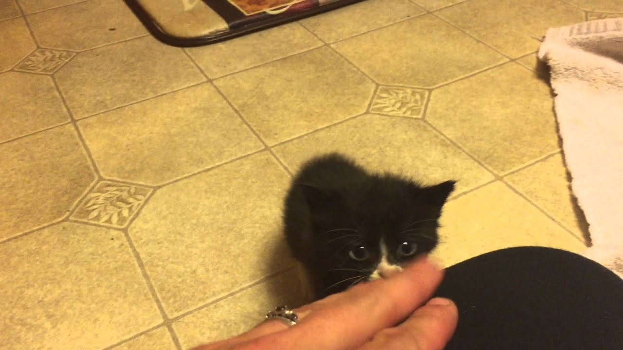 BotFly Removal from tiny kitten part 3: After removal - YouTube