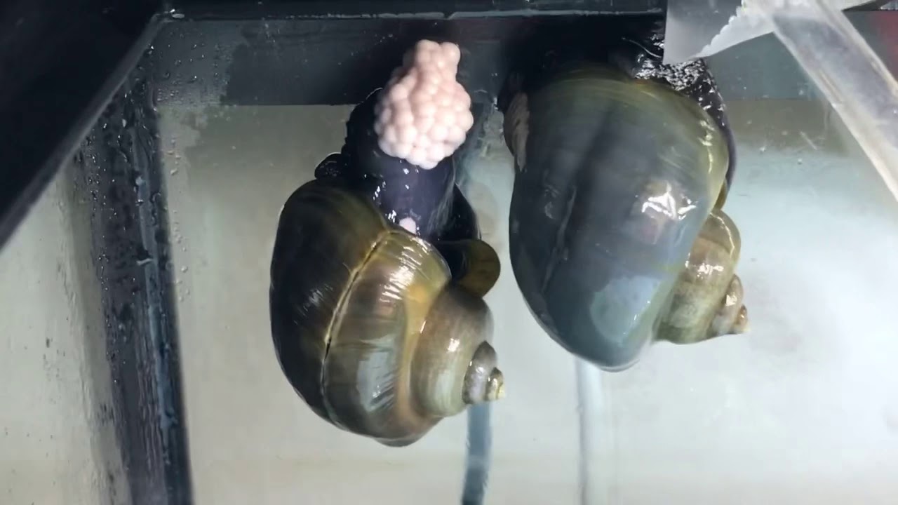 Mystery snail laying clutch - YouTube