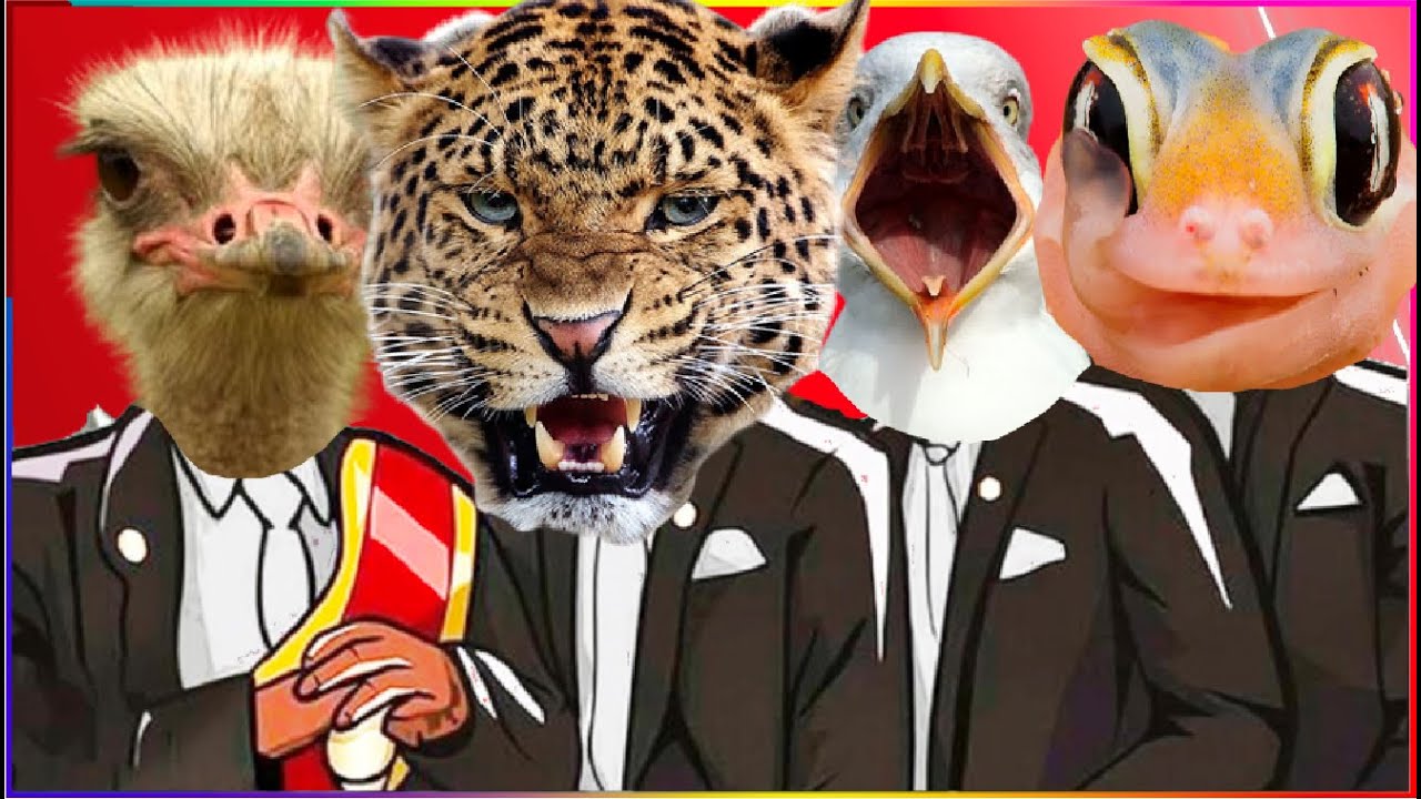 OSTRICH & CHEETAH & SEAGULL & LIZARD (ANIMALS WORLD) - Coffin Dance X ...