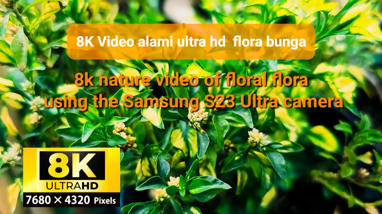 8K VIDEO ALAMI ULTRA HD FLORA BUNGA MENGGUNAKAN SAMSUNG S23 ULTRA | ADA ...