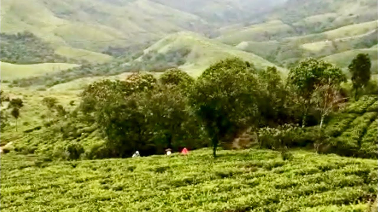 Harvesting Tea during monsoon at Vagamon Kerala - YouTube