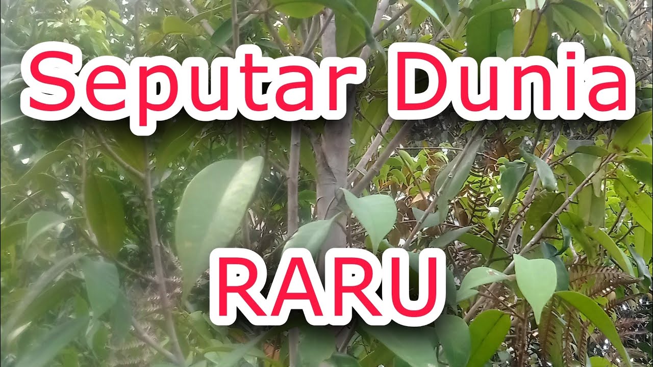 Complit.!! Memperkenalkan Jenis Daun dan Kulit Kayu Raru//Part 4 ...