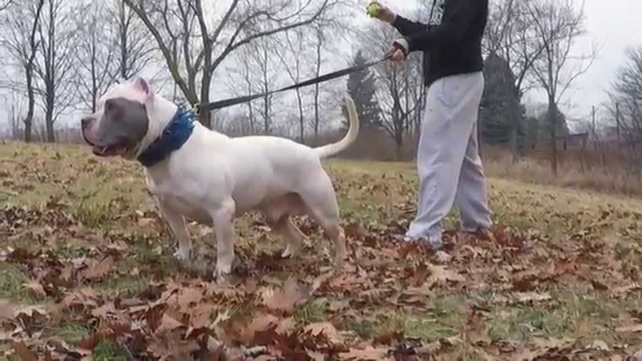 The Baddest Extreme American Bully Pitbull Stud in the World...PitKrew ...