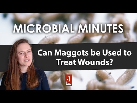 Maggot Therapy for Treating Wounds