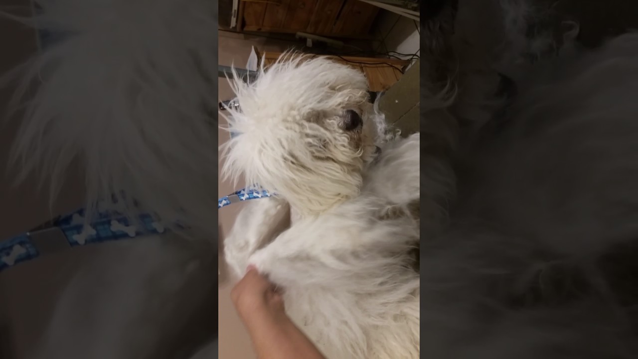 Creative Dog Grooming -matted bichon was shaved down - YouTube