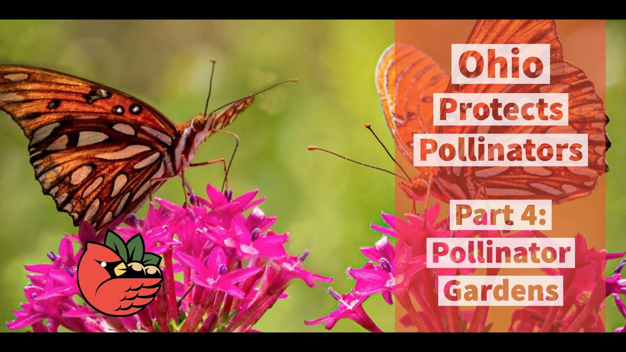 Ohio Protects Pollinators Part 4: Pollinator Gardens - YouTube