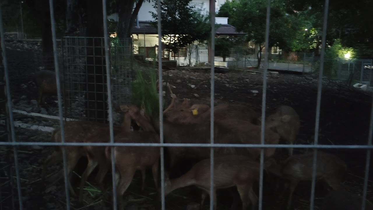 Ternak Rusa, ngasih makan tiap sore - YouTube