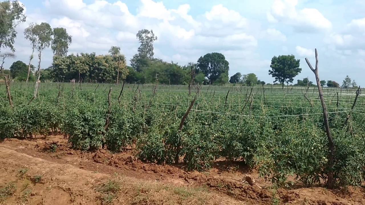 Modern Tomato Farming - YouTube