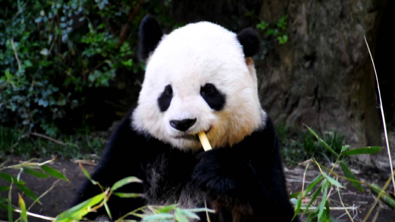 Gao Gao the panda feeding at San Diego Zoo - YouTube