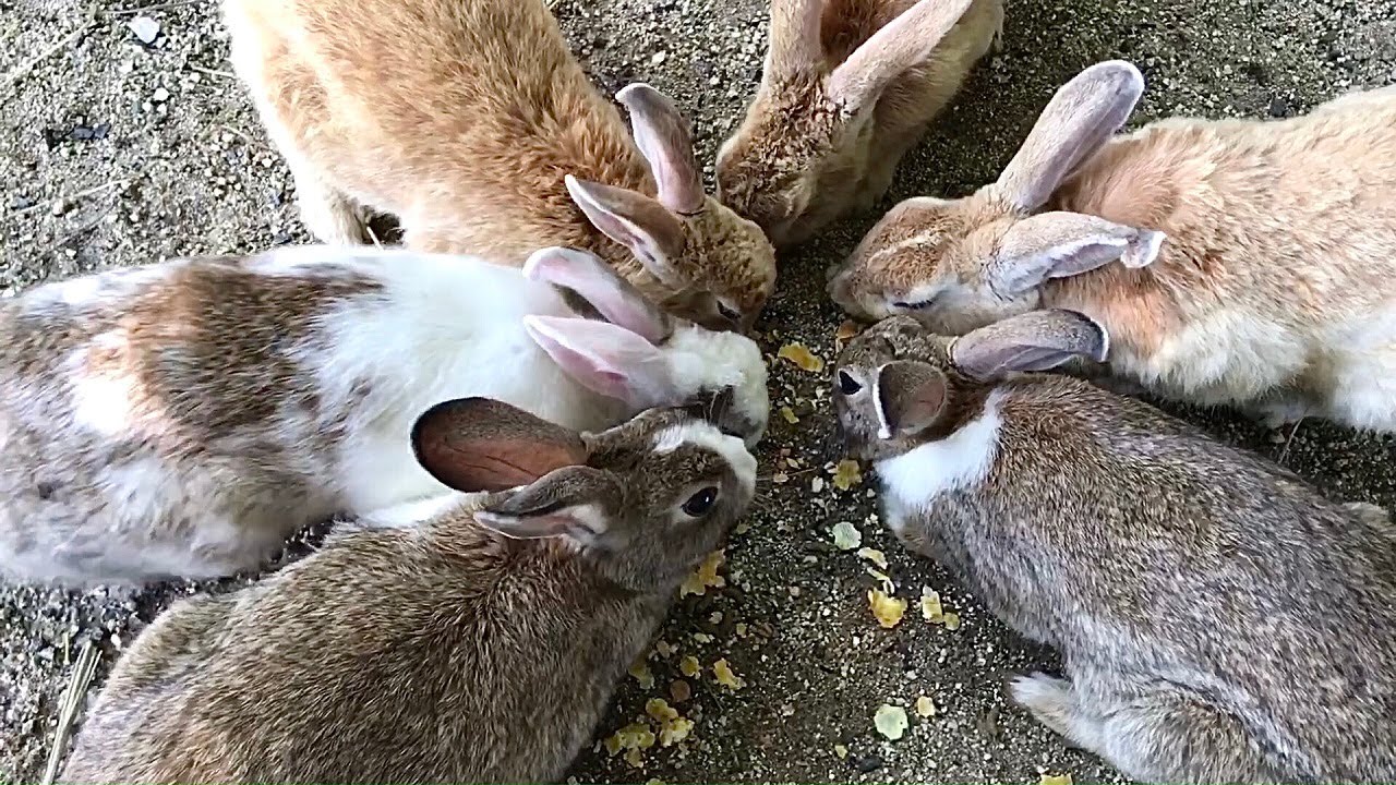Rabbit scattering urine - YouTube