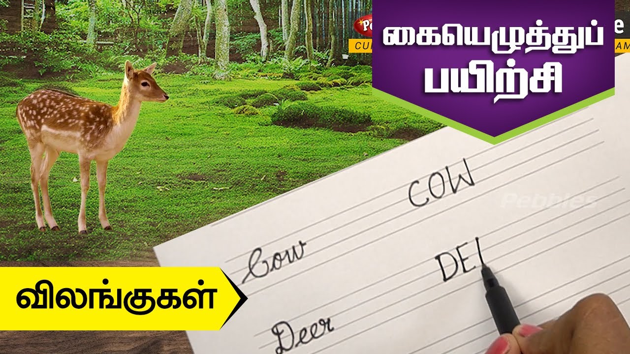 How to write Animal names in cursive & Uppercase | Names of animals in ...