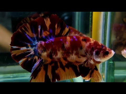 🔴[LIVE] LELANG / FLASH CUPANG GIANT