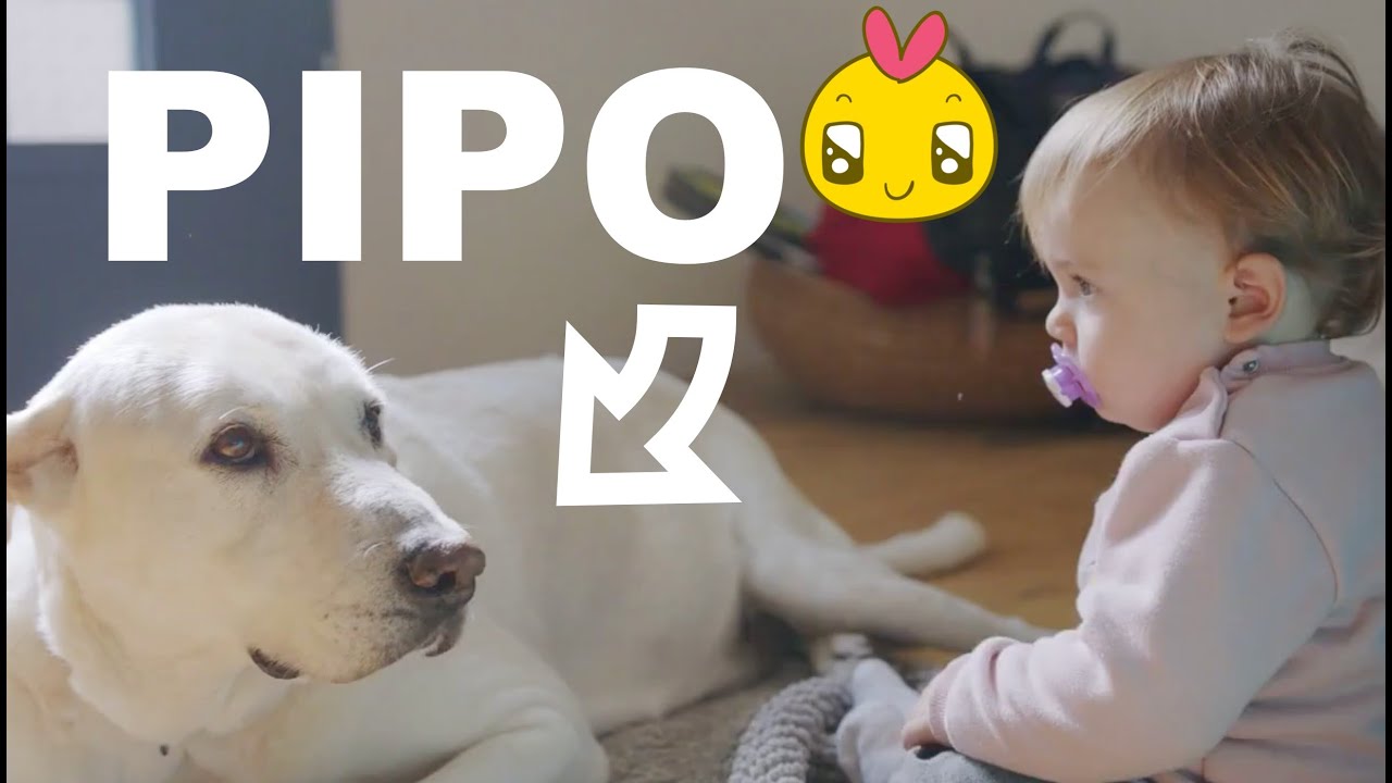 The Story of Pipo - the Brazilian Dog | Based on a true story | Bedtime ...
