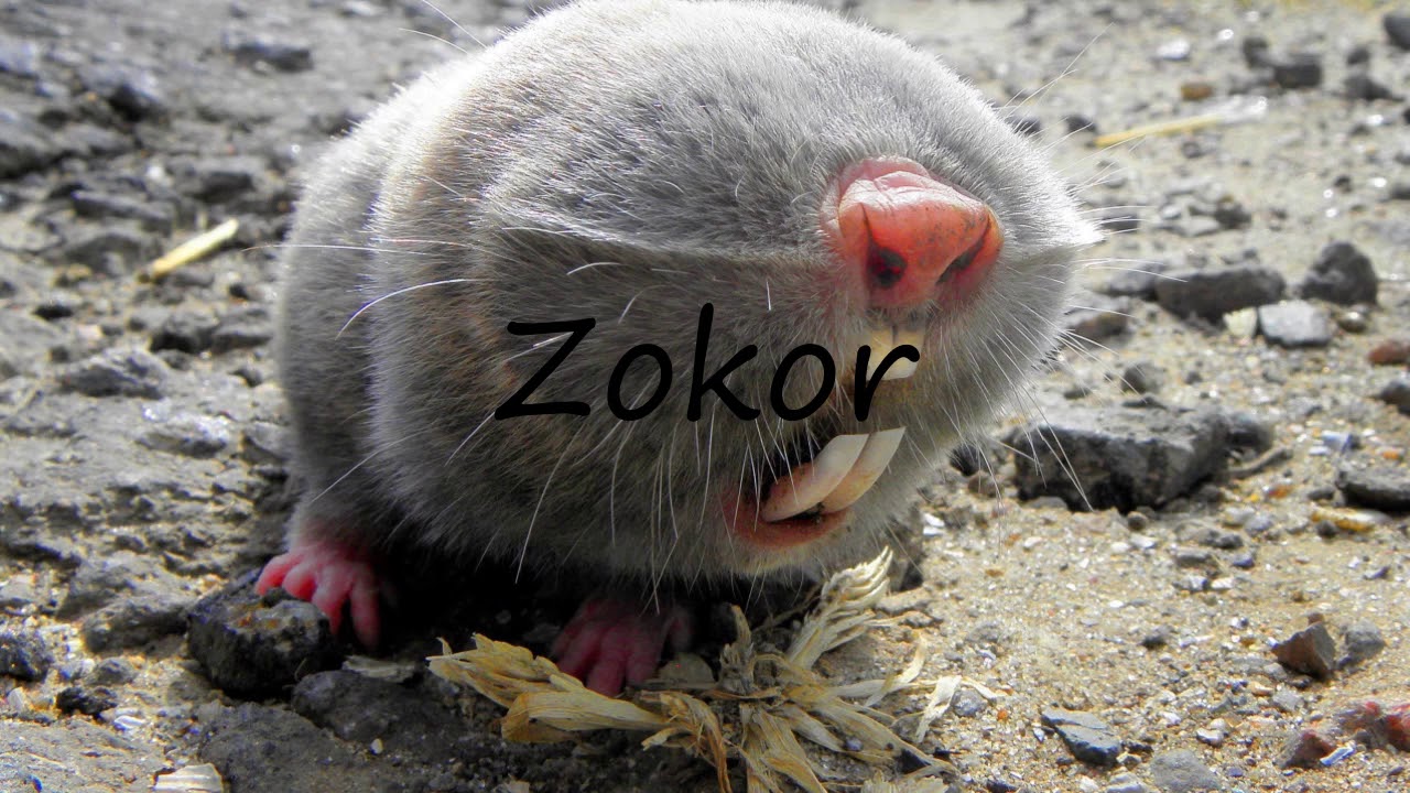 How to Pronounce Zokor? - YouTube