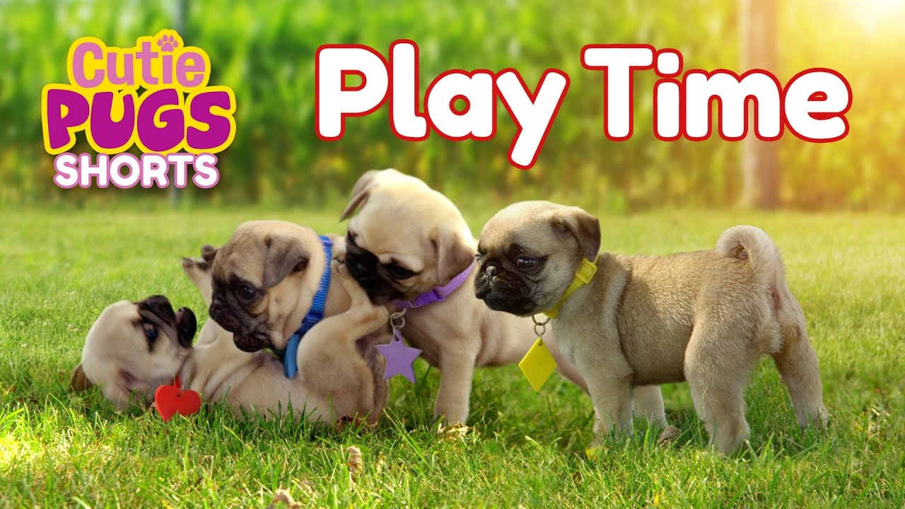 Puppy Play Time!🐕 | Cutie Pugs🐶 | Animals for Kids🐾 - YouTube