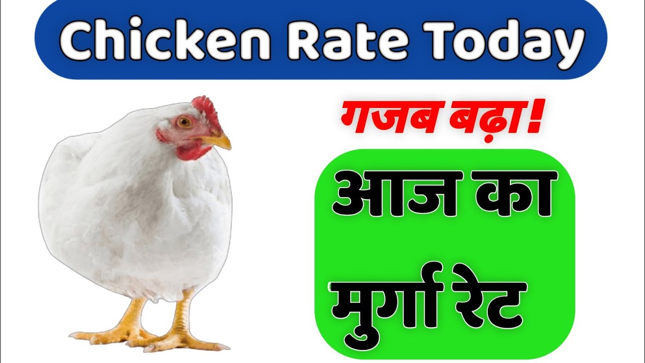 आज का थोक मुर्गा रेट || Broiler Murga Rates Today || rate today|| ALL ...