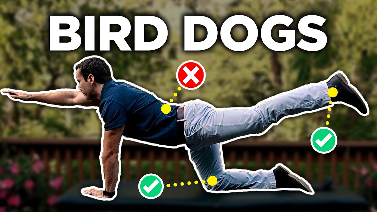 Bird Dogs Breakdown | Core Stability I Side Ab Shredder | A Doctor of ...