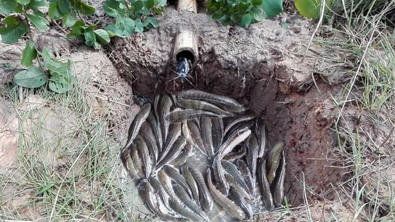Smart Boy Dig Deep Hole Fish Trap Using One Bamboo To Catch A Lot Of ...