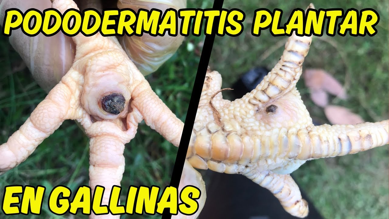 Hablemos de gallinas "Tratamiento para Pododermatitis plantar CLAVOS ...