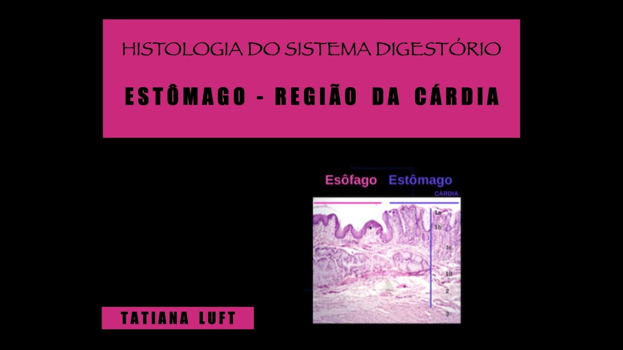 Sistema Digestório 3 - Estômago: Cárdia (com legenda em português ...
