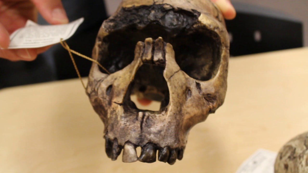 Unboxing a Homo Ergaster's skull replica - YouTube