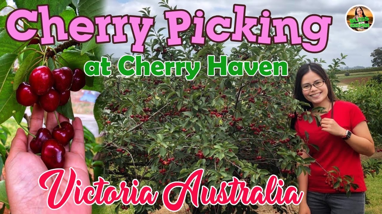 Cherry Picking at Cherry Haven - Wandin East, Victoria | CHERRY HAVEN U-PICK | Pick-Your-Own 🍒🍒🍒 ...